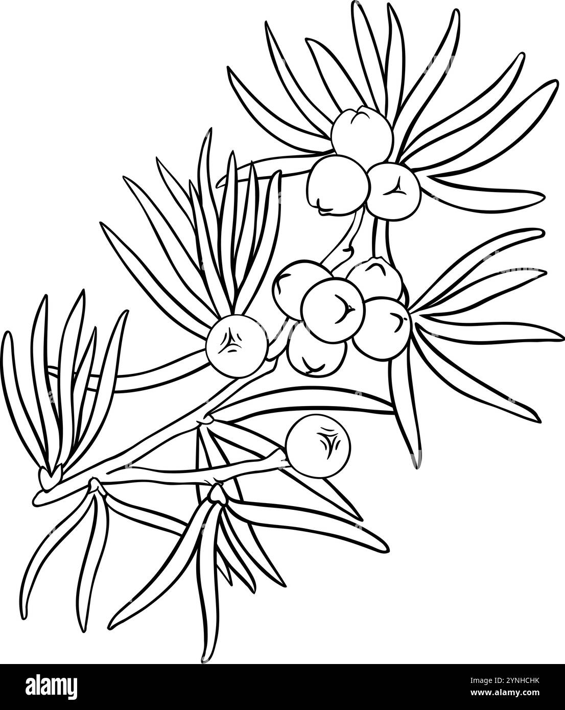 Juniper Branch Colored Detailed Illustration Stock Vector Image & Art ...