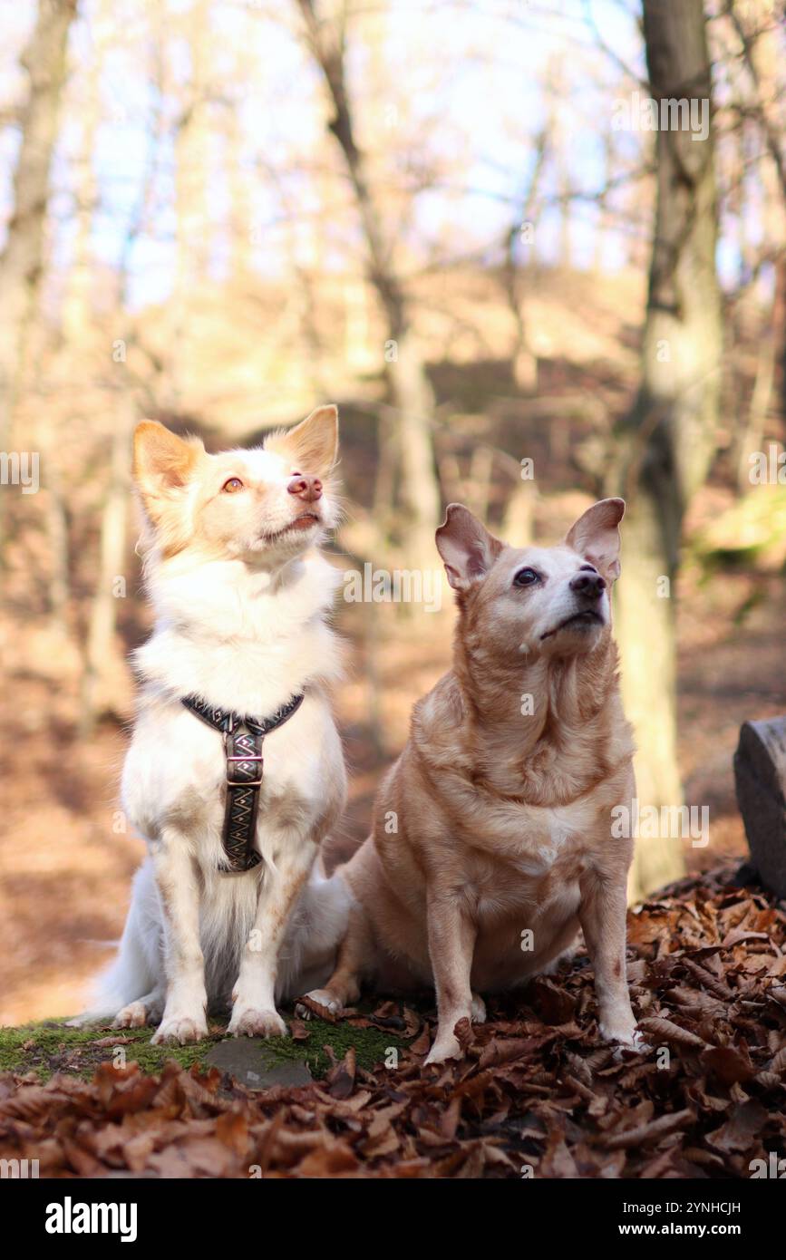 a pack of crossbred dogs walking together in the forest at autumn. The two females adopted dogs ...