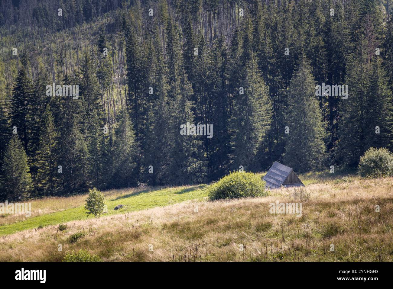 Amidst the serene beauty of Tatra National Park, a quaint cabin rests ...