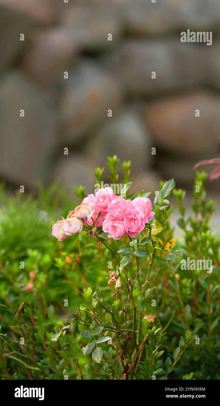 Garden, flowers and pink roses outdoor in nature for decoration, eco ...