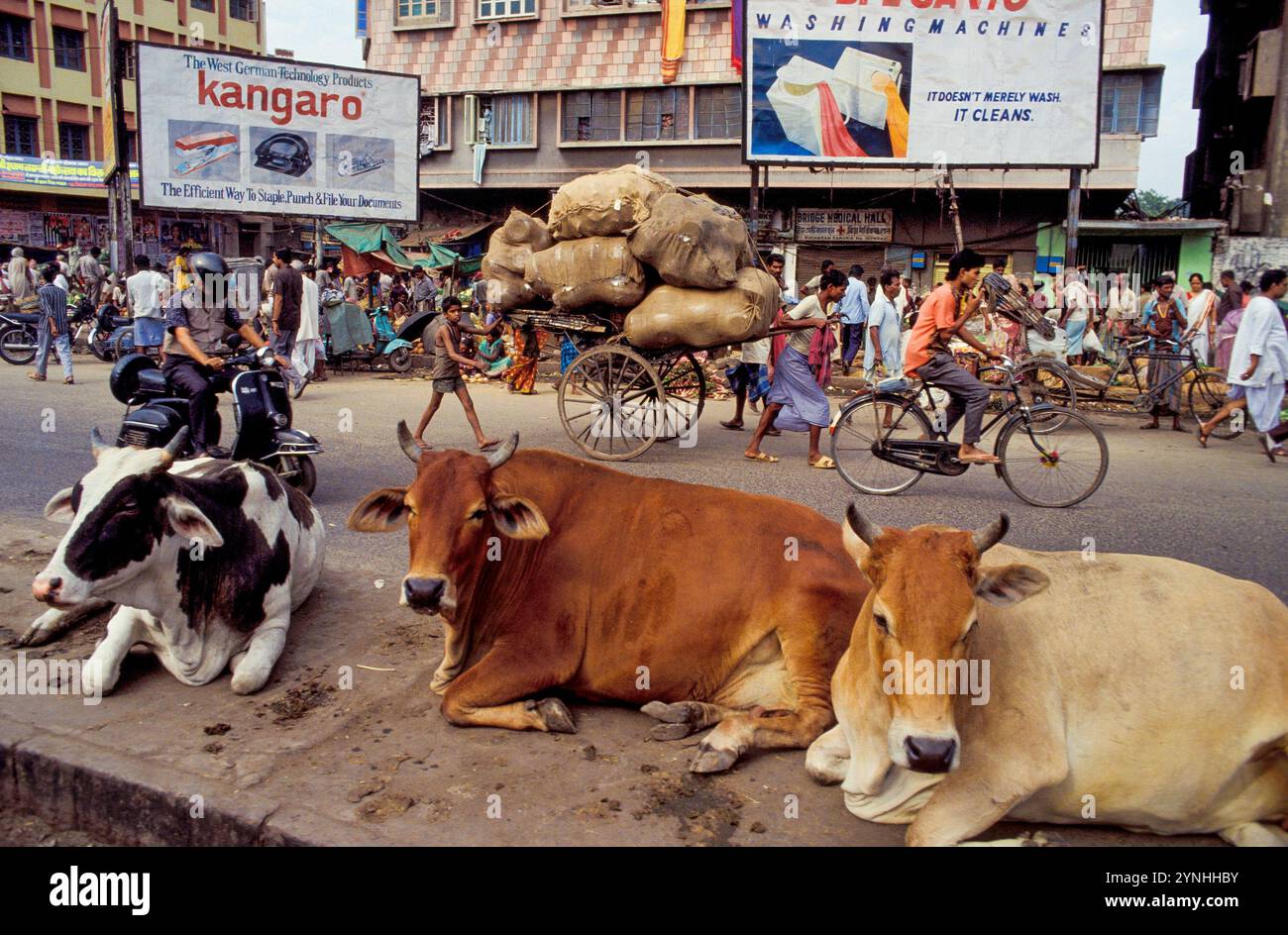 India, Calcutta. cows in traffic are left alone because they are sacred ...