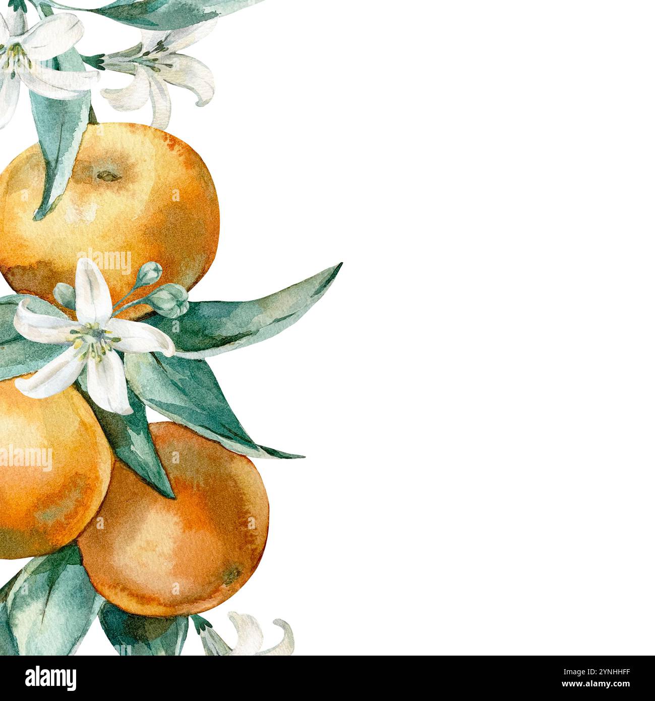 Mandarin branch with leaves and flowers isolated on white background ...