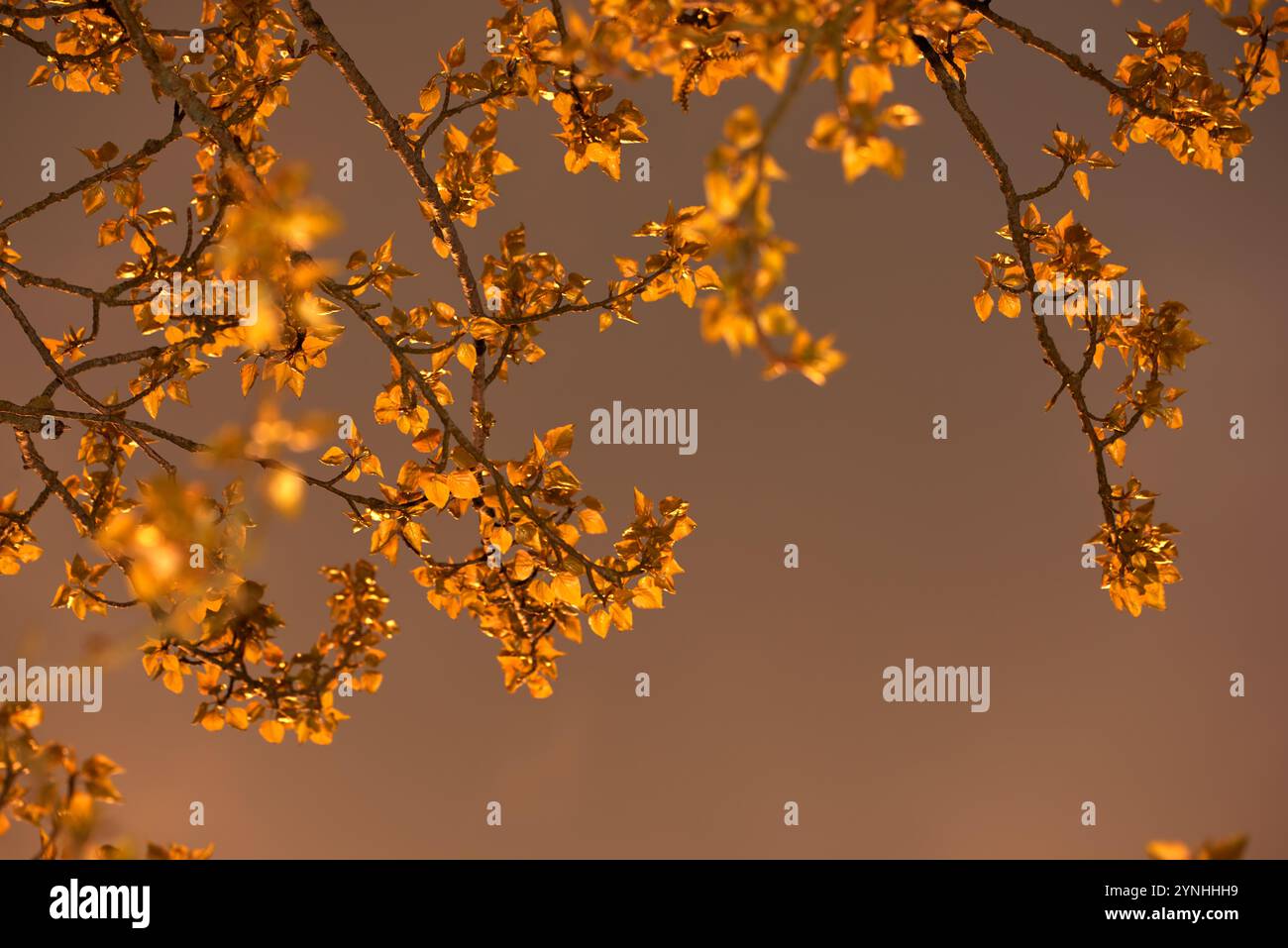 Sky, autumn tree and leaves in environment, nature and eco friendly ...