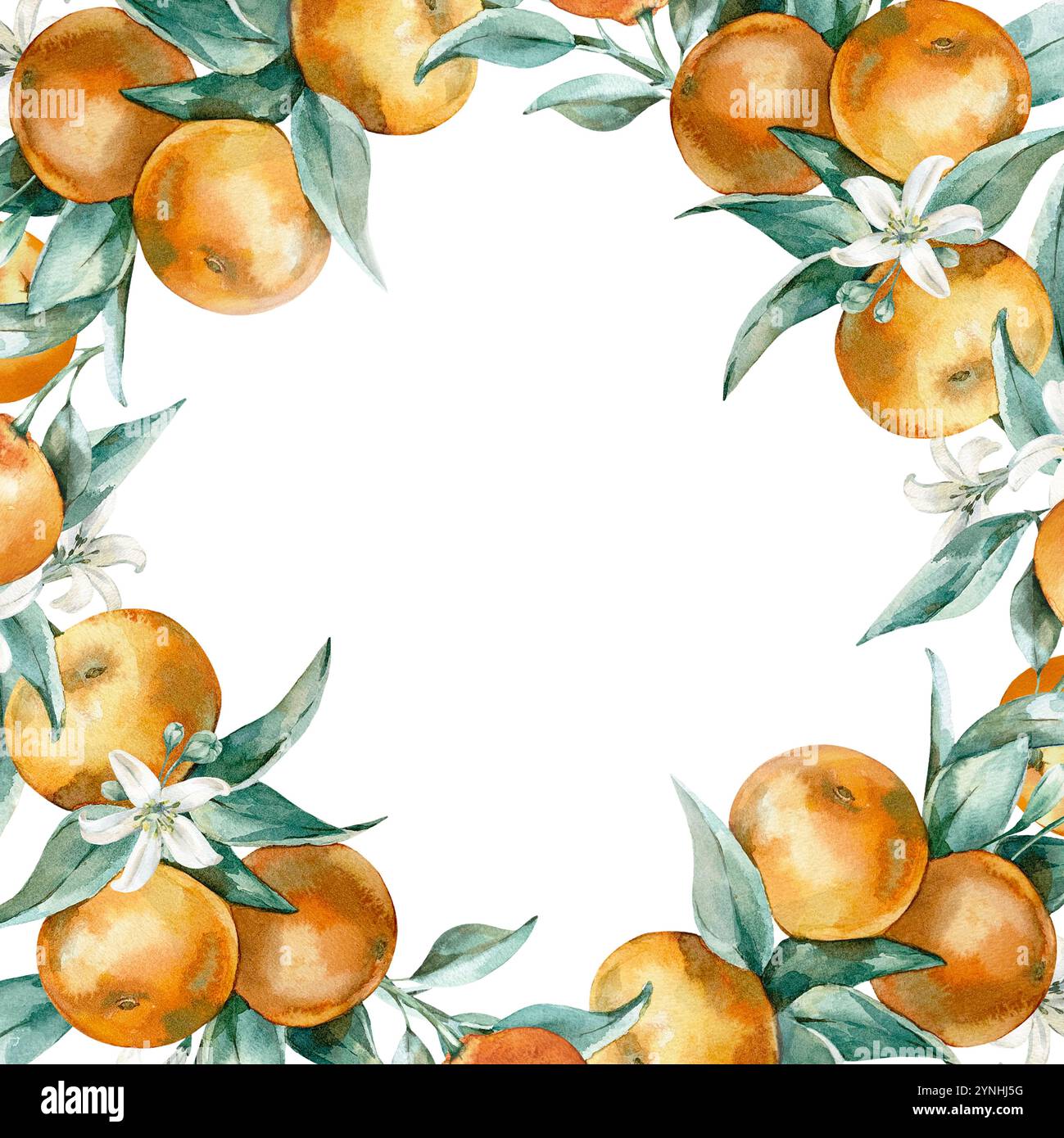 Mandarin branch with leaves and flowers isolated on white background ...