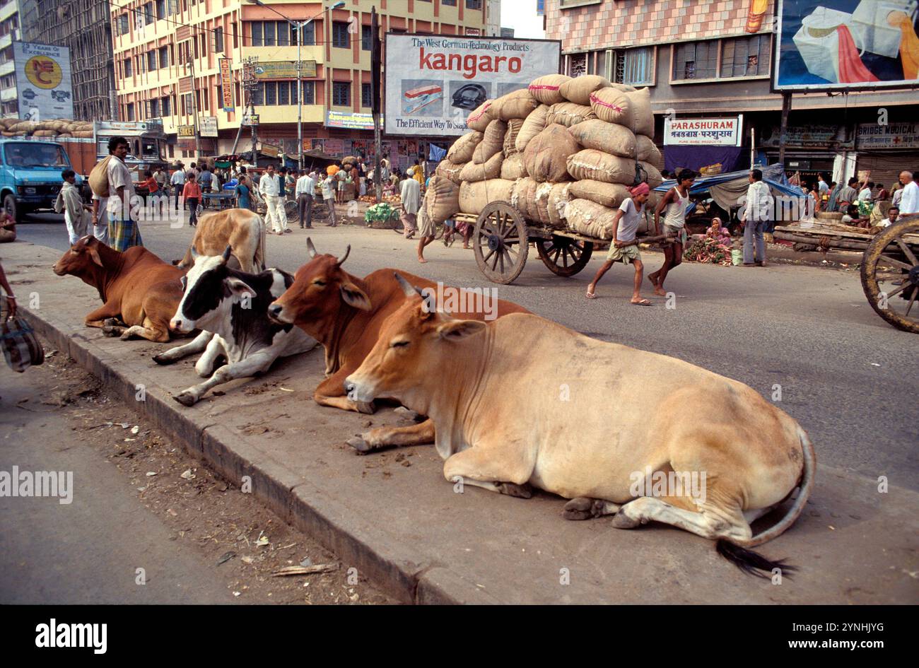 India, Calcutta. cows in traffic are left alone because they are sacred ...