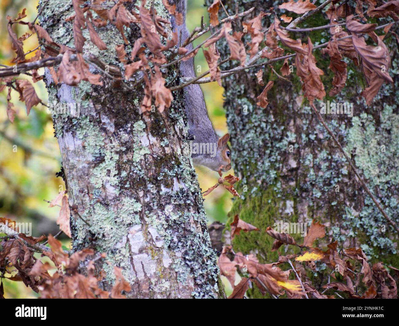 Grey camel hi-res stock photography and images - Alamy