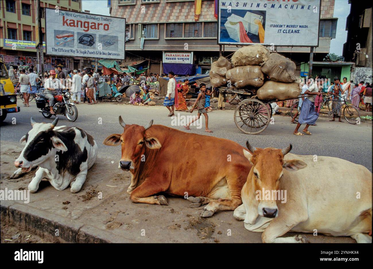 India, Calcutta. cows in traffic are left alone because they are sacred ...