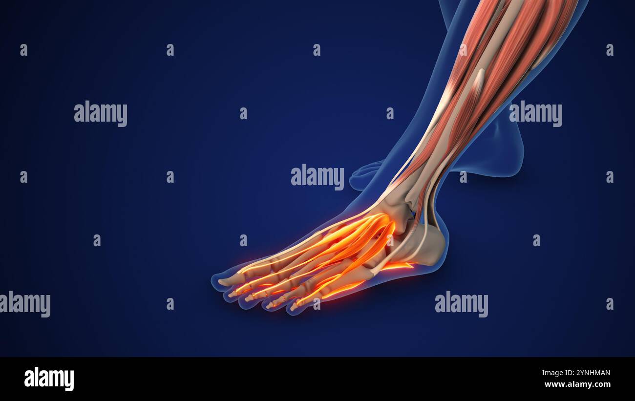 Plantar Fascia Providing Arch Support in Feet Stock Photo - Alamy