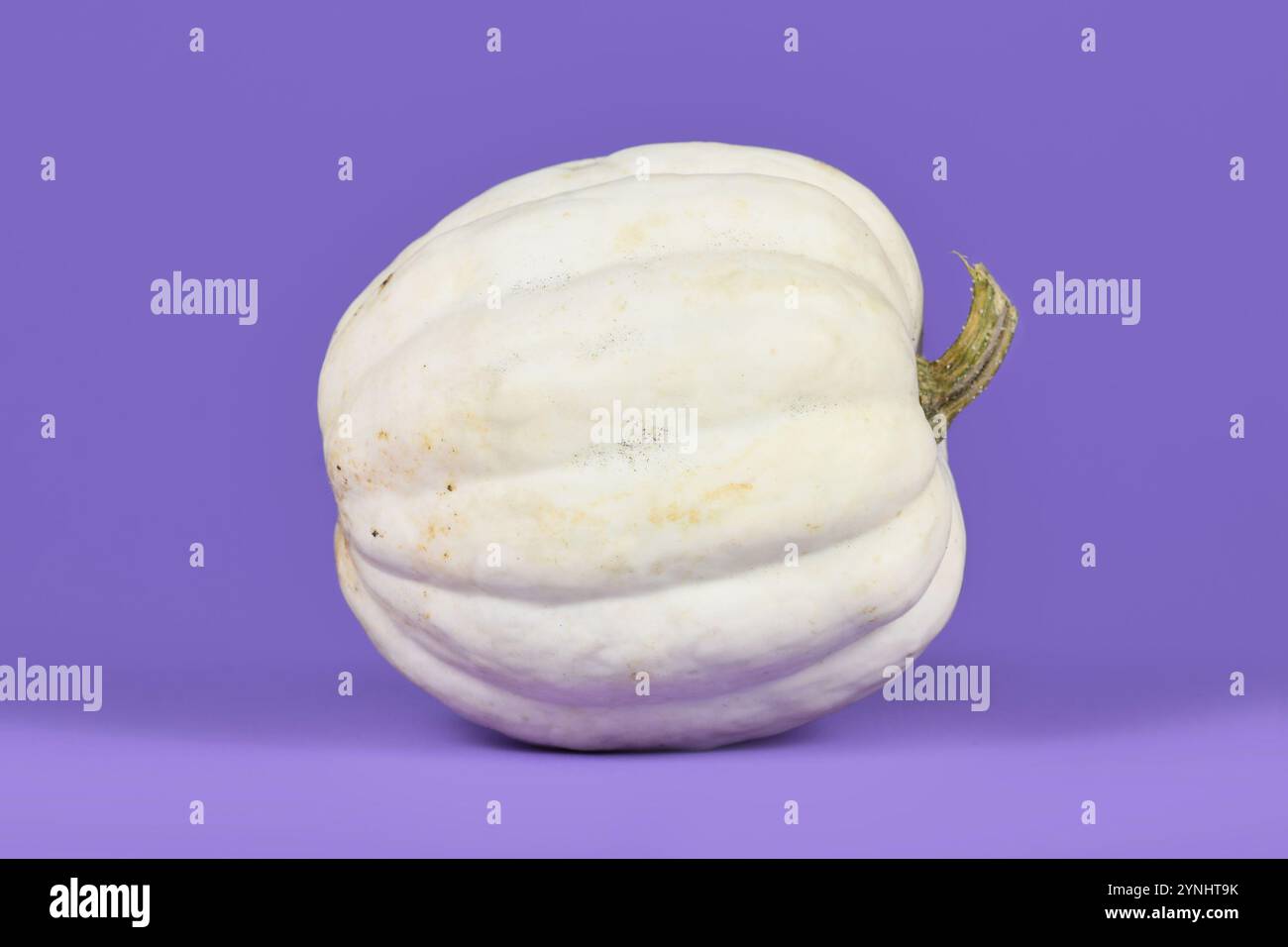Single white aquorn squash 'White Pearl' on purple background Stock ...