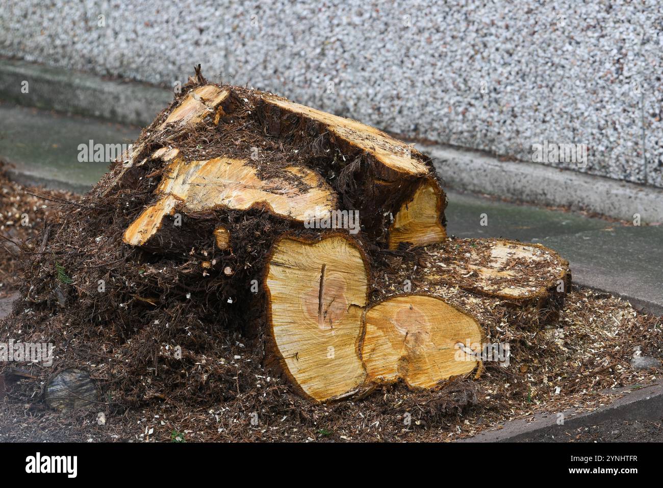 large conifer stump after trees cut down Stock Photo - Alamy