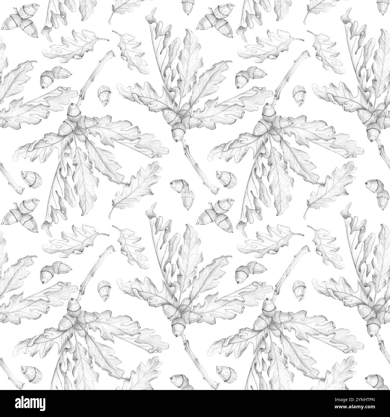 Acorns branch leaves white Black and White Stock Photos & Images - Alamy