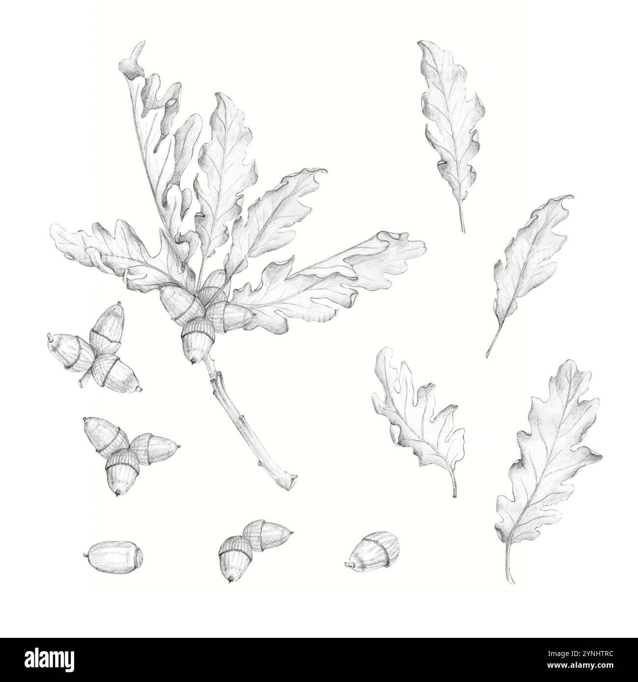An oak branch with acorns, different oak leaves and acorns isolated on ...