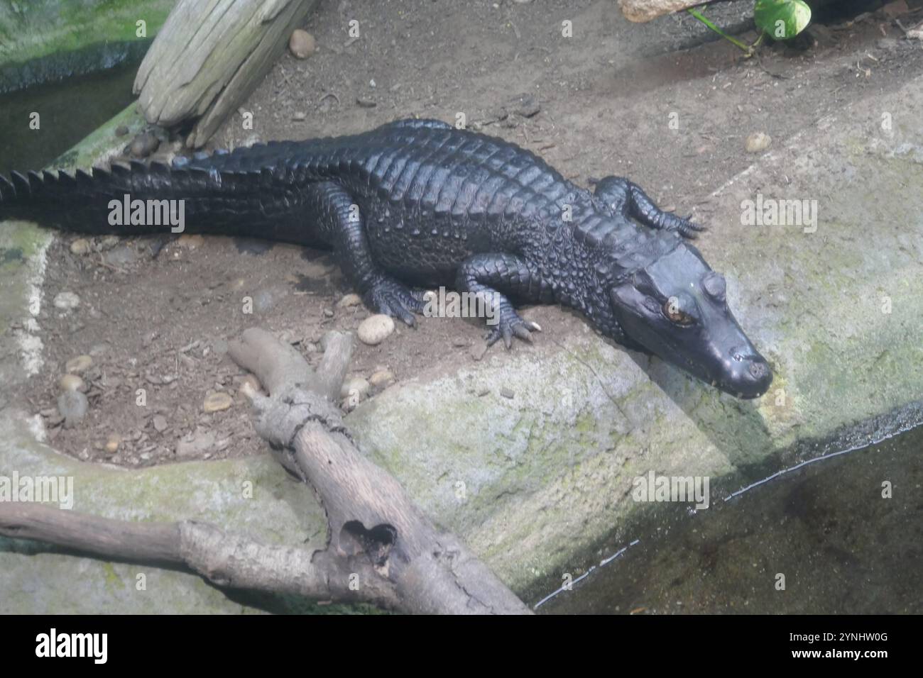 Los Angeles, California, USA 22nd November 2024 Dwarf Caiman in ...