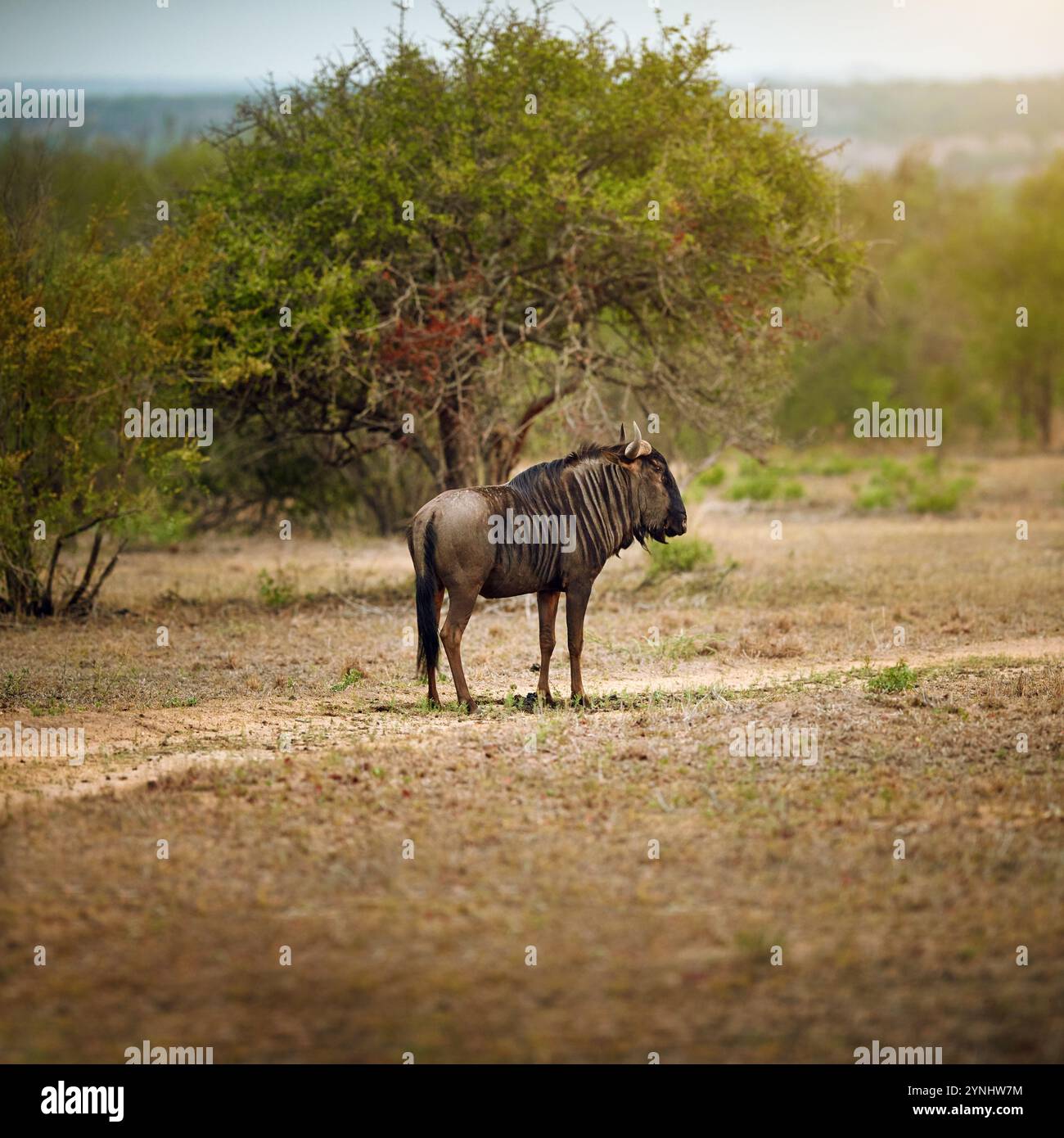 Safari, animal and wildebeest walking in nature conservation, outdoor ...