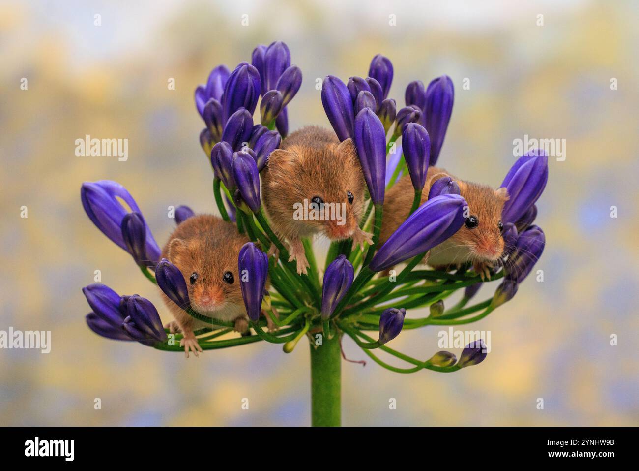 3 UK field mice sit on top of an Agapanthus flower head Stock Photo - Alamy