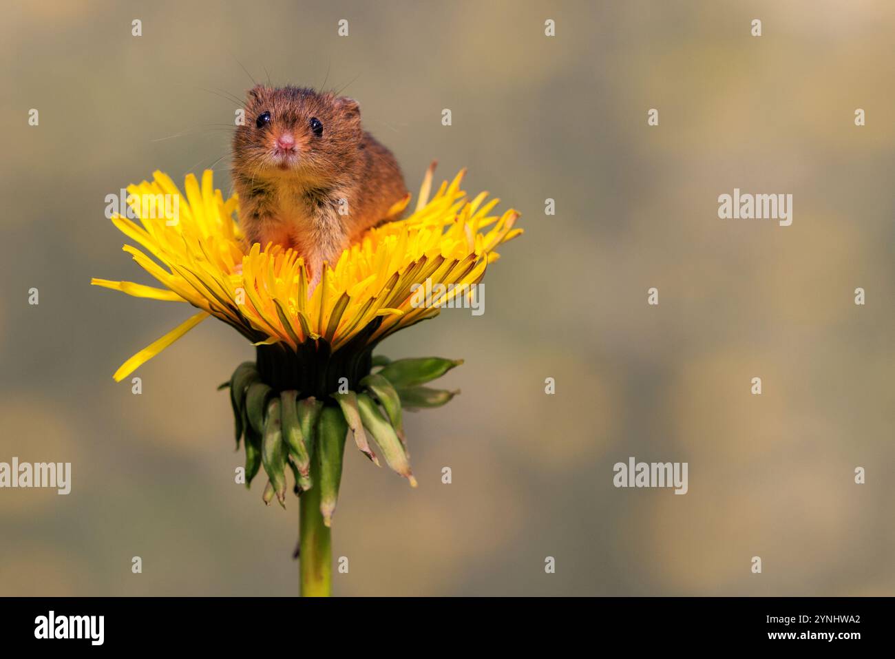 Field mouse dandelion hi-res stock photography and images - Alamy