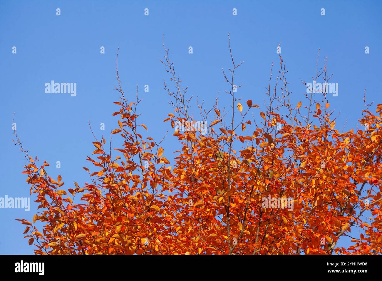 Autumn leaves turning red on a tree, Germany Stock Photo - Alamy