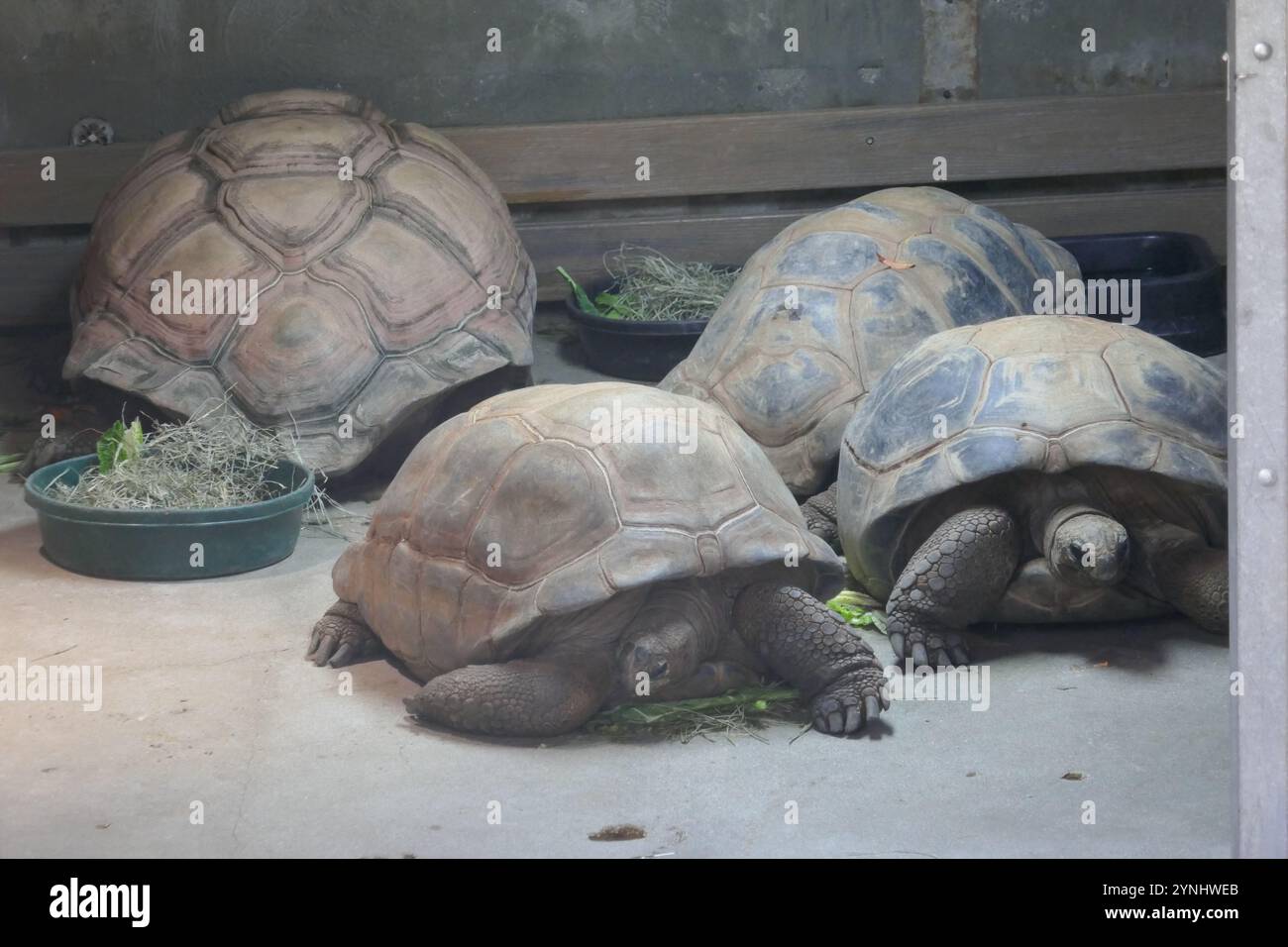 Los Angeles, California, USA 22nd November 2024 Aldabra Tortoises at LA ...