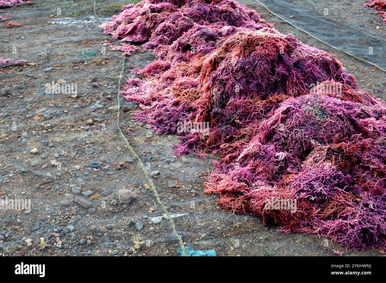 seaweed in the drying process Stock Photo - Alamy