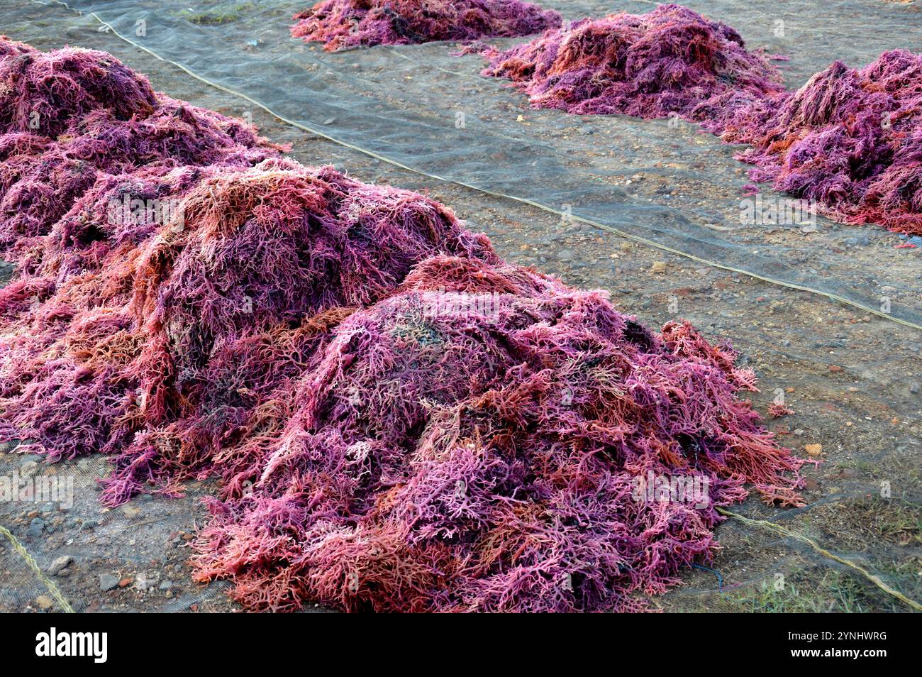 seaweed in the drying process Stock Photo - Alamy