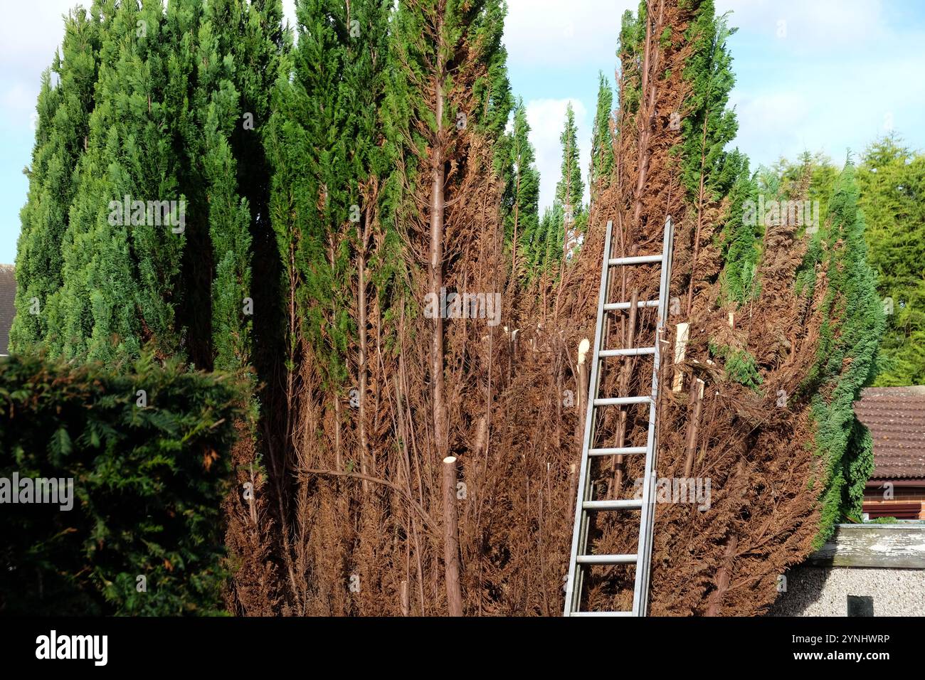 Pruning conifers hi-res stock photography and images - Alamy