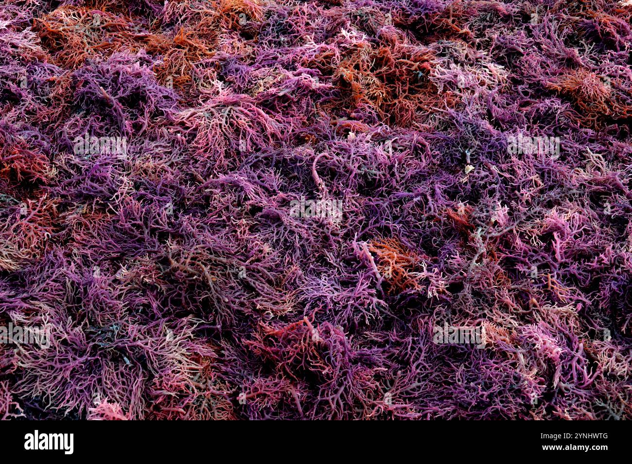 seaweed in the drying process Stock Photo - Alamy