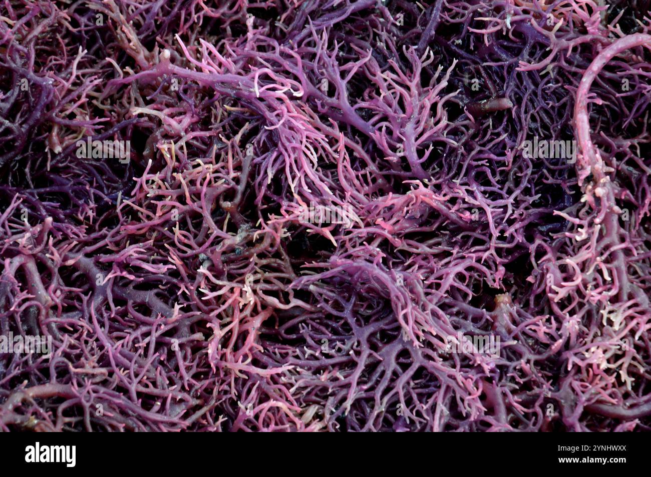 seaweed in the drying process Stock Photo - Alamy