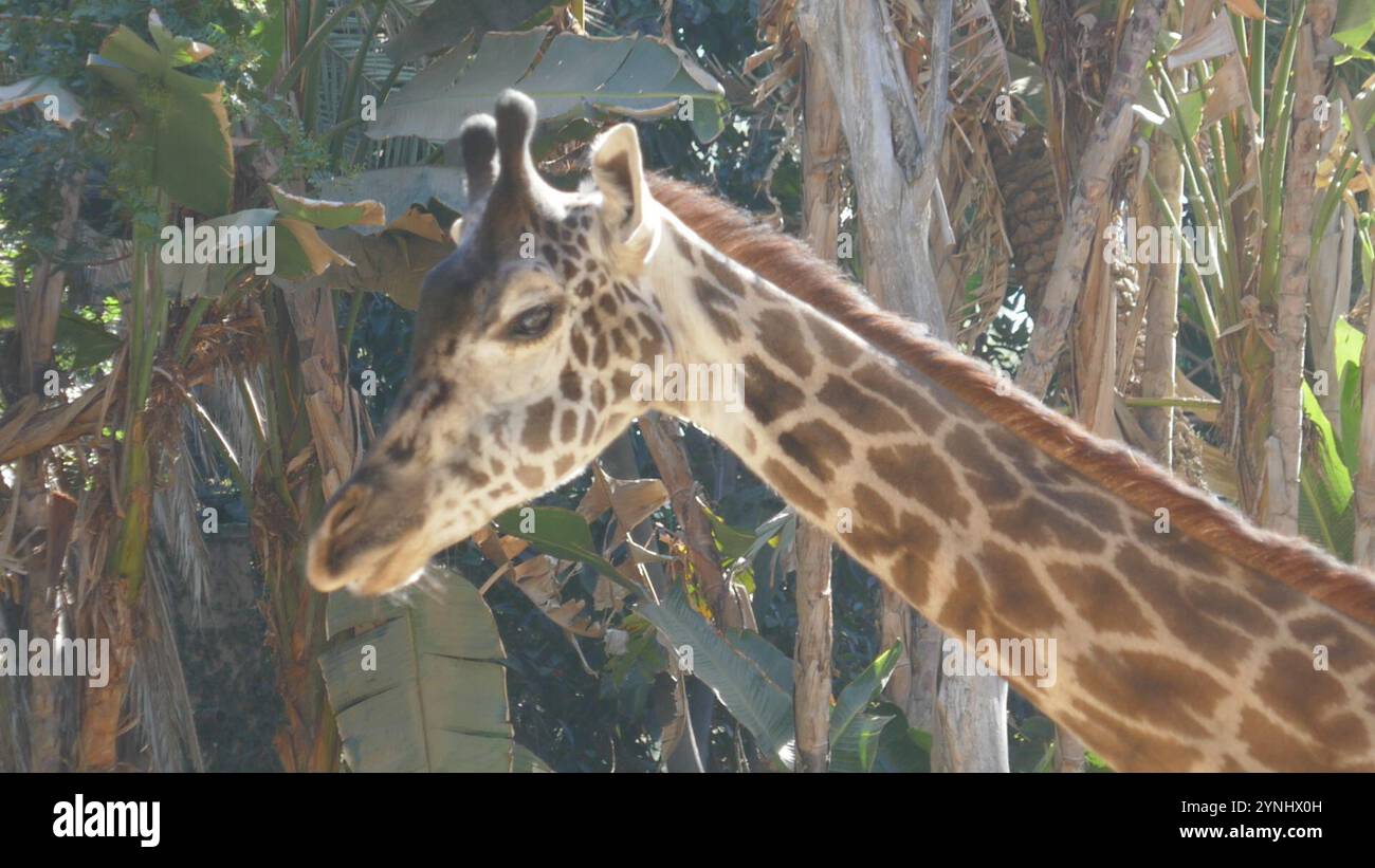 Los Angeles, California, USA 22nd November 2024 Maasai Giraffe, Masai ...