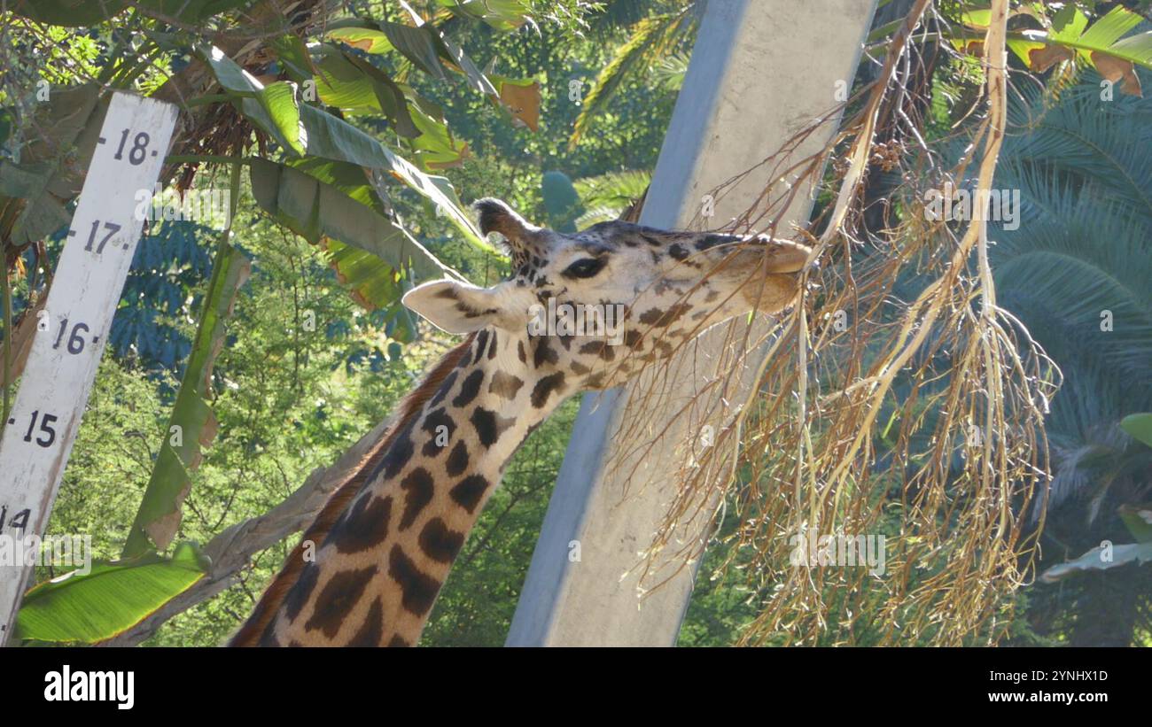 Los Angeles, California, USA 22nd November 2024 Maasai Giraffe, Masai ...