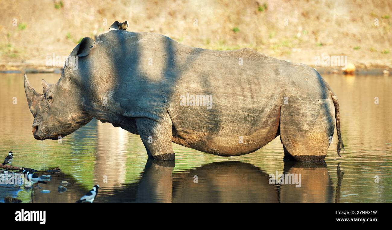 Rhino, animal and river in game reserve with sustainability and ...