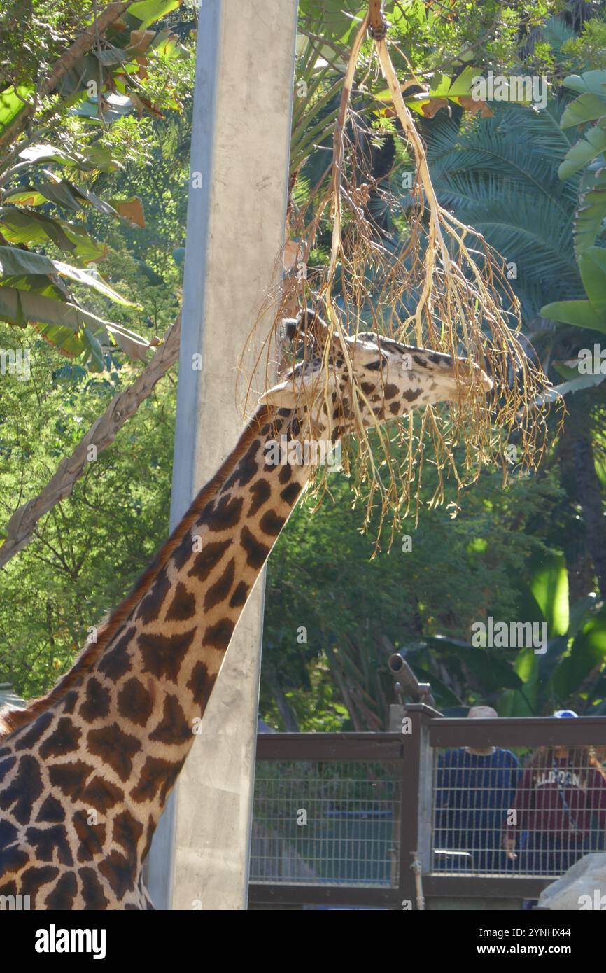 Los Angeles, California, USA 22nd November 2024 Maasai Giraffe, Masai ...