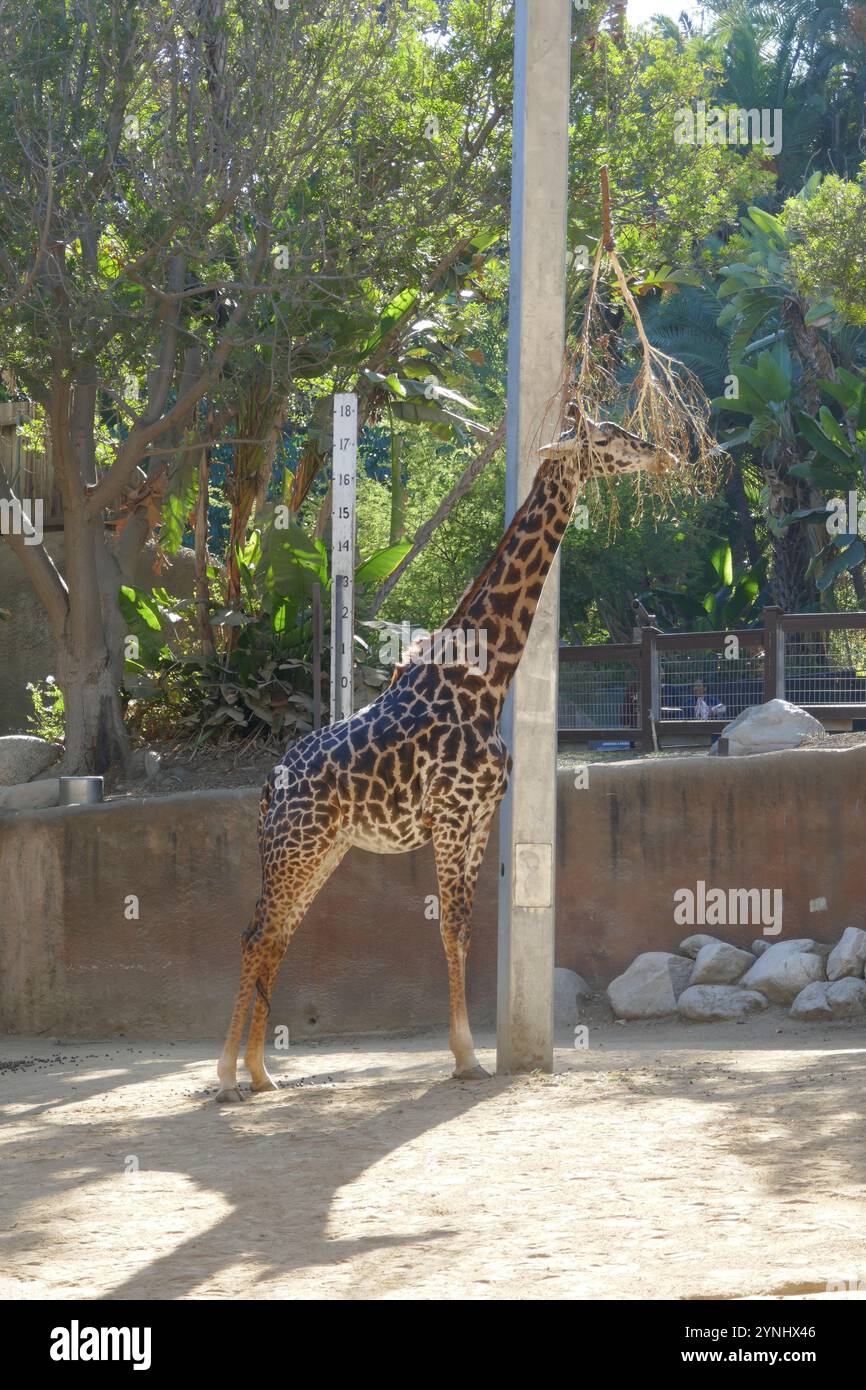 Los Angeles, California, USA 22nd November 2024 Maasai Giraffe, Masai ...
