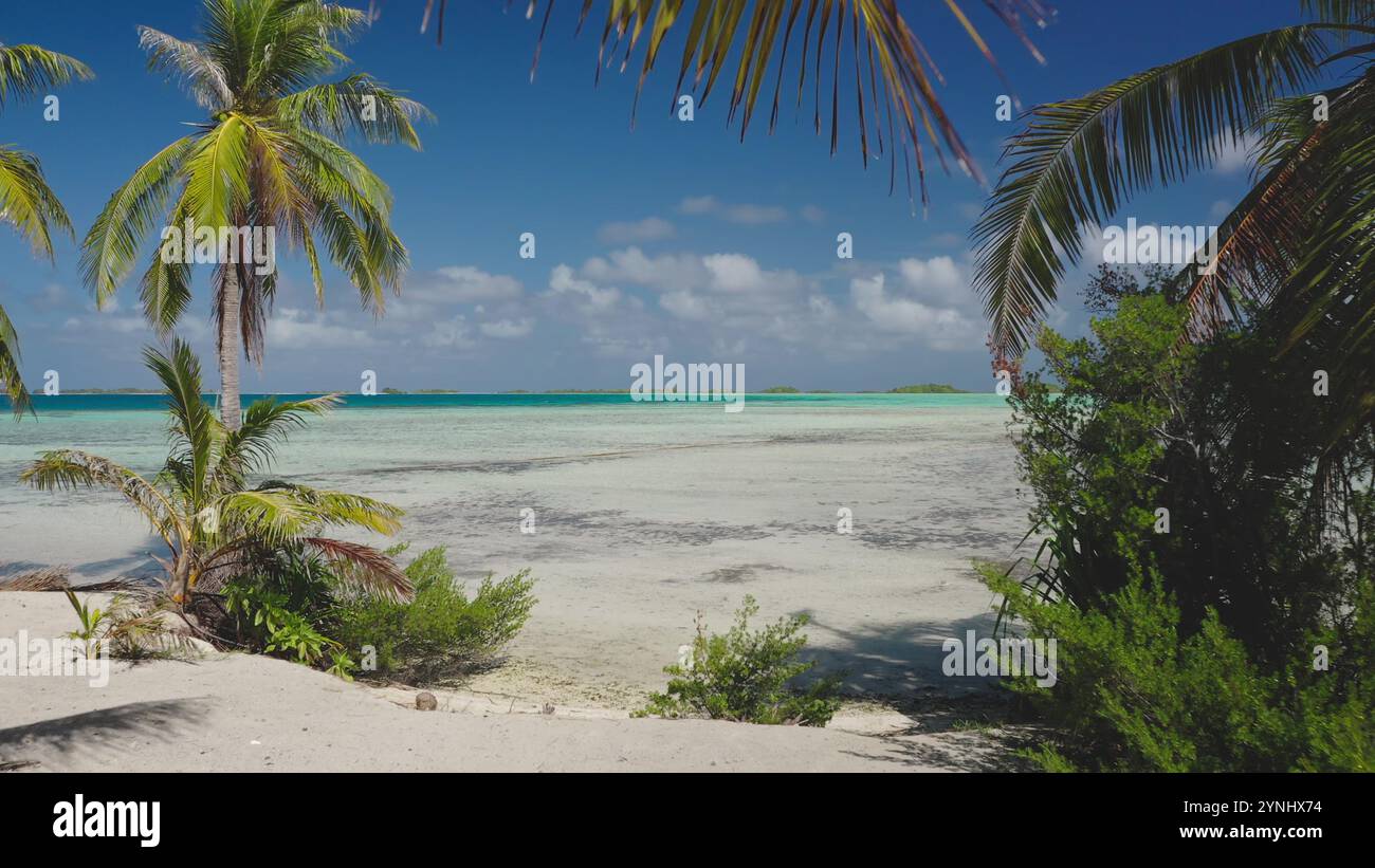 Lush green palm trees growing on beautiful white sand beach with ...
