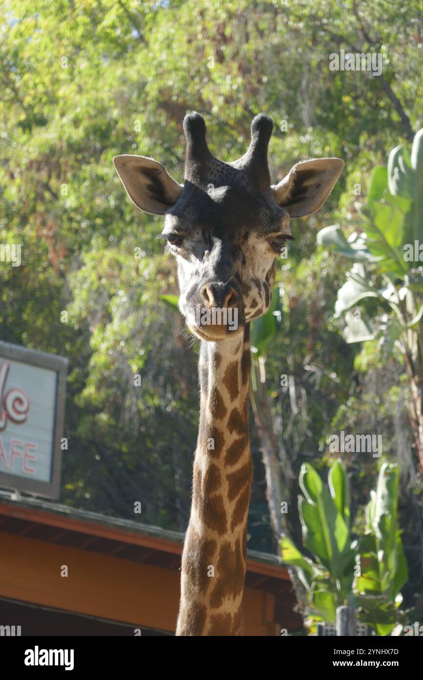Los Angeles, California, USA 22nd November 2024 Maasai Giraffe, Masai ...