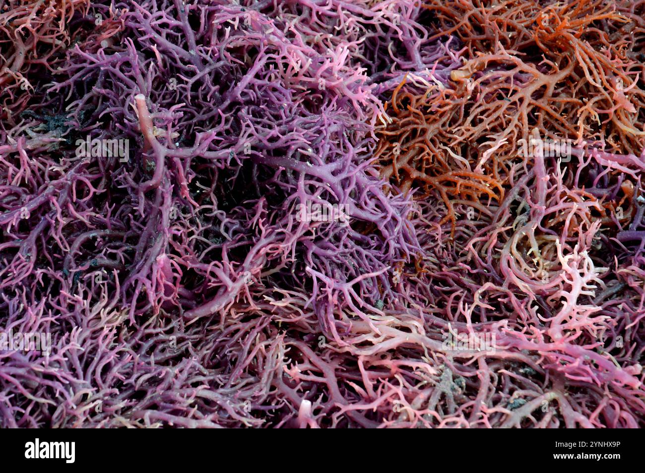 seaweed in the drying process Stock Photo - Alamy