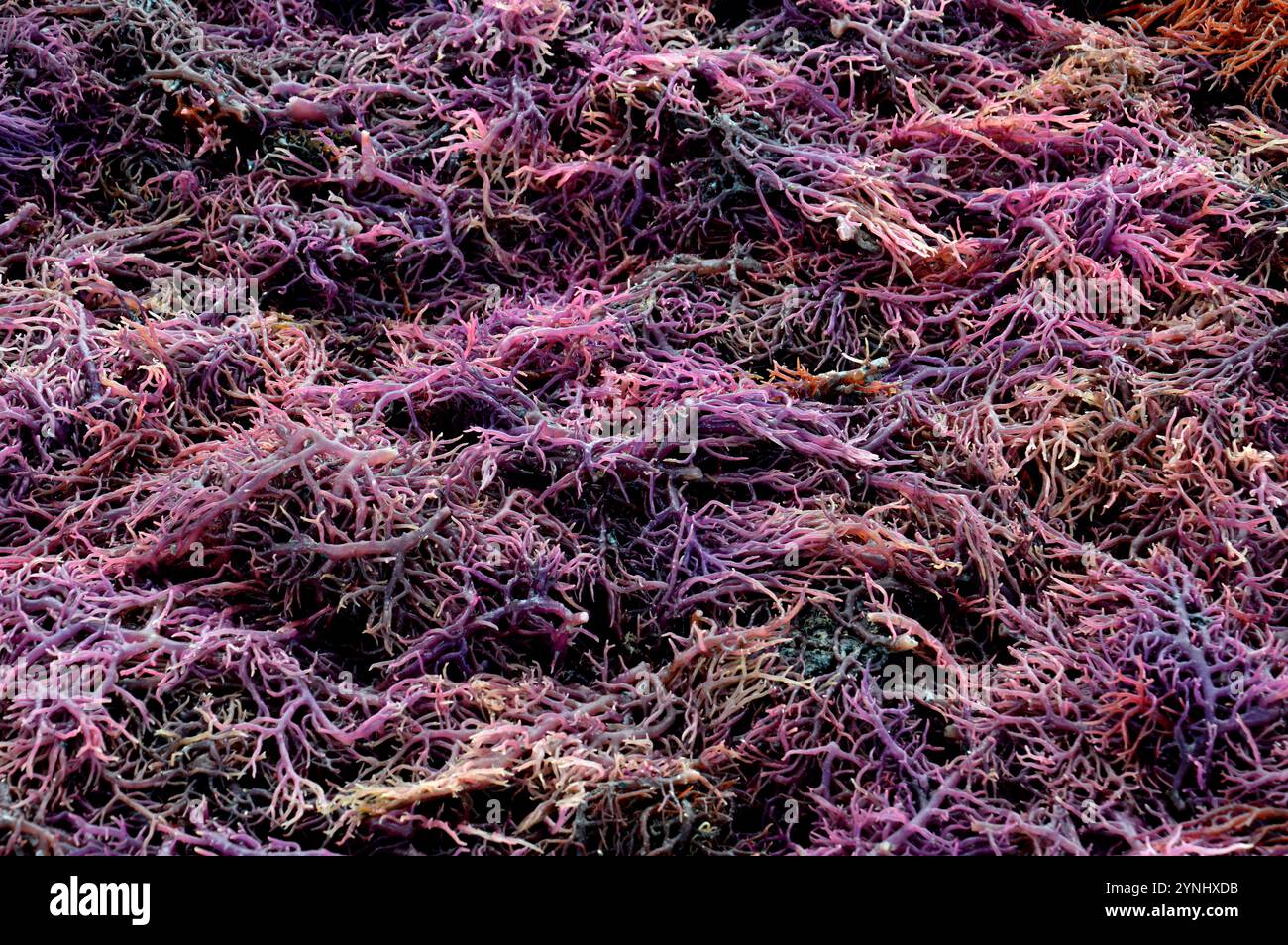 seaweed in the drying process Stock Photo - Alamy