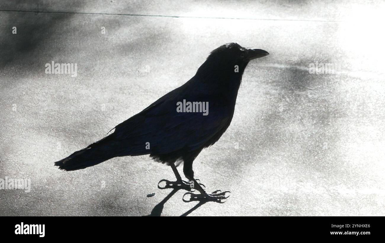 Los Angeles, California, USA 22nd November 2024 Raven/Crow at LA Zoo on ...