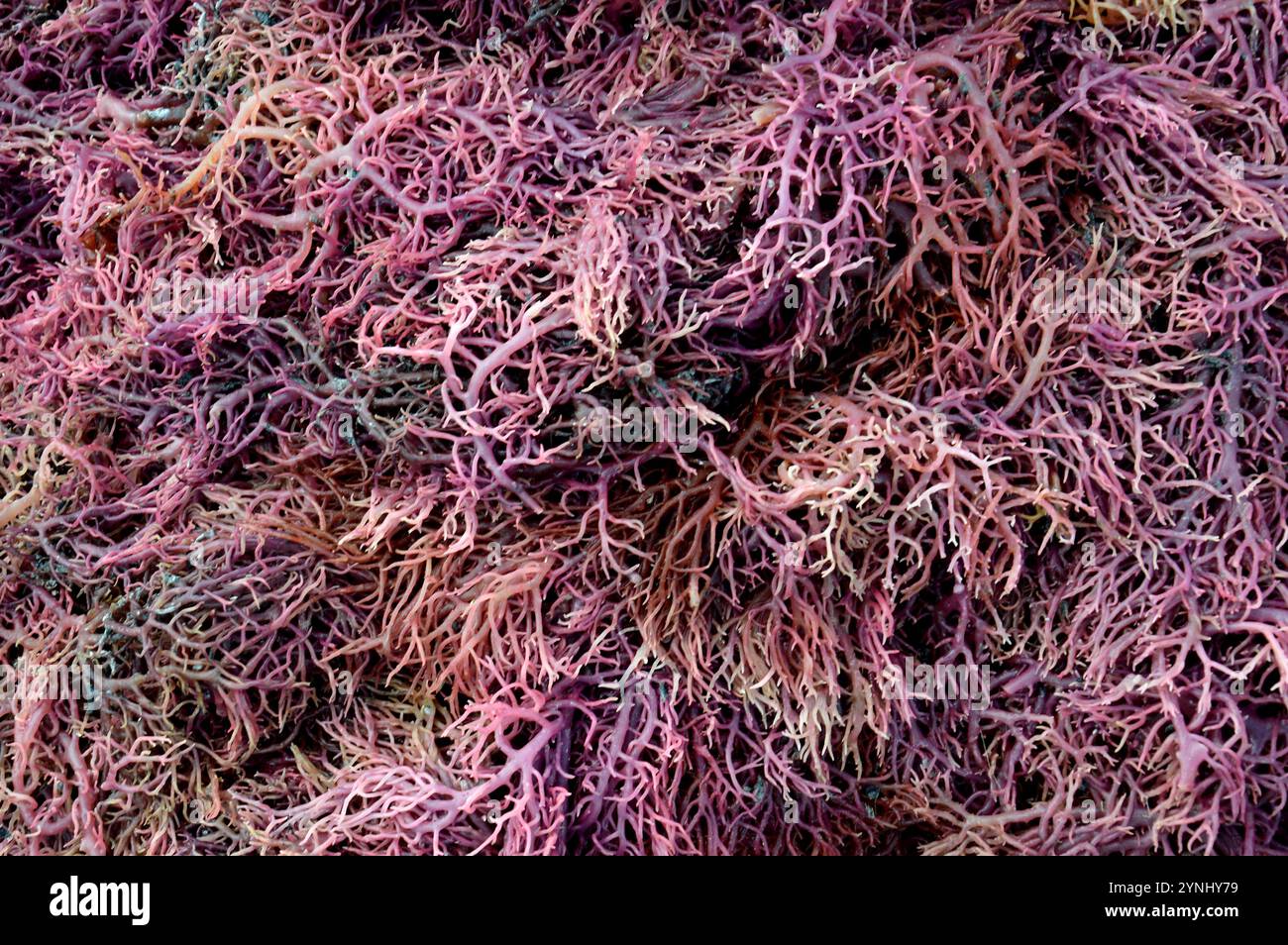 seaweed in the drying process Stock Photo - Alamy