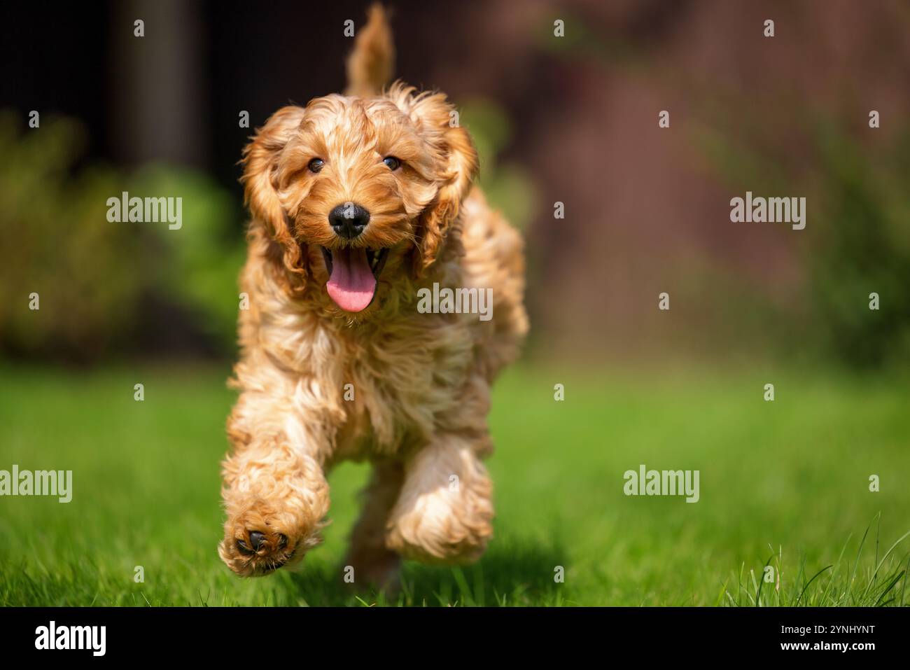 Baby cockapoo hi-res stock photography and images - Alamy