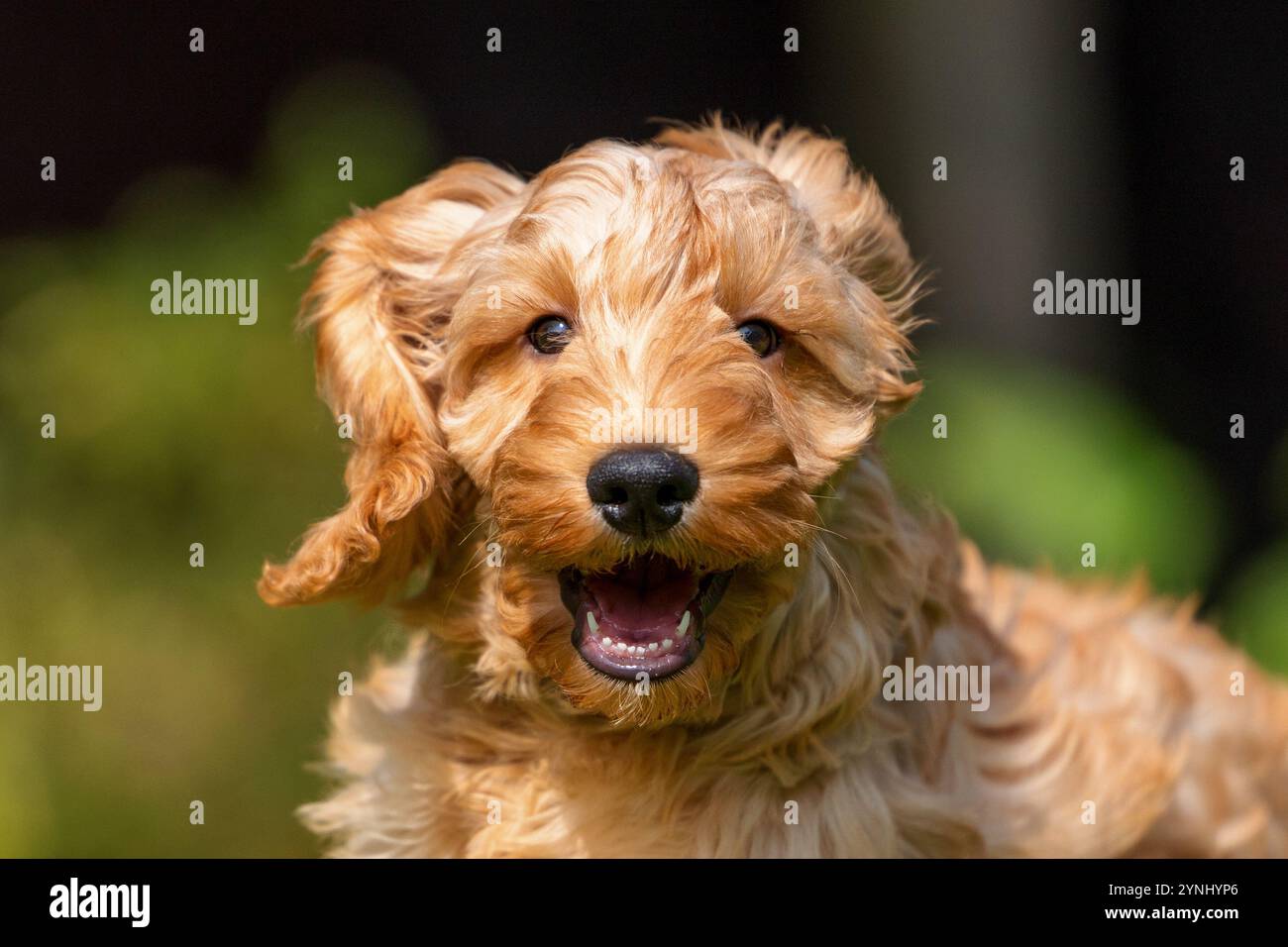 Brown cockapoo hi-res stock photography and images - Alamy