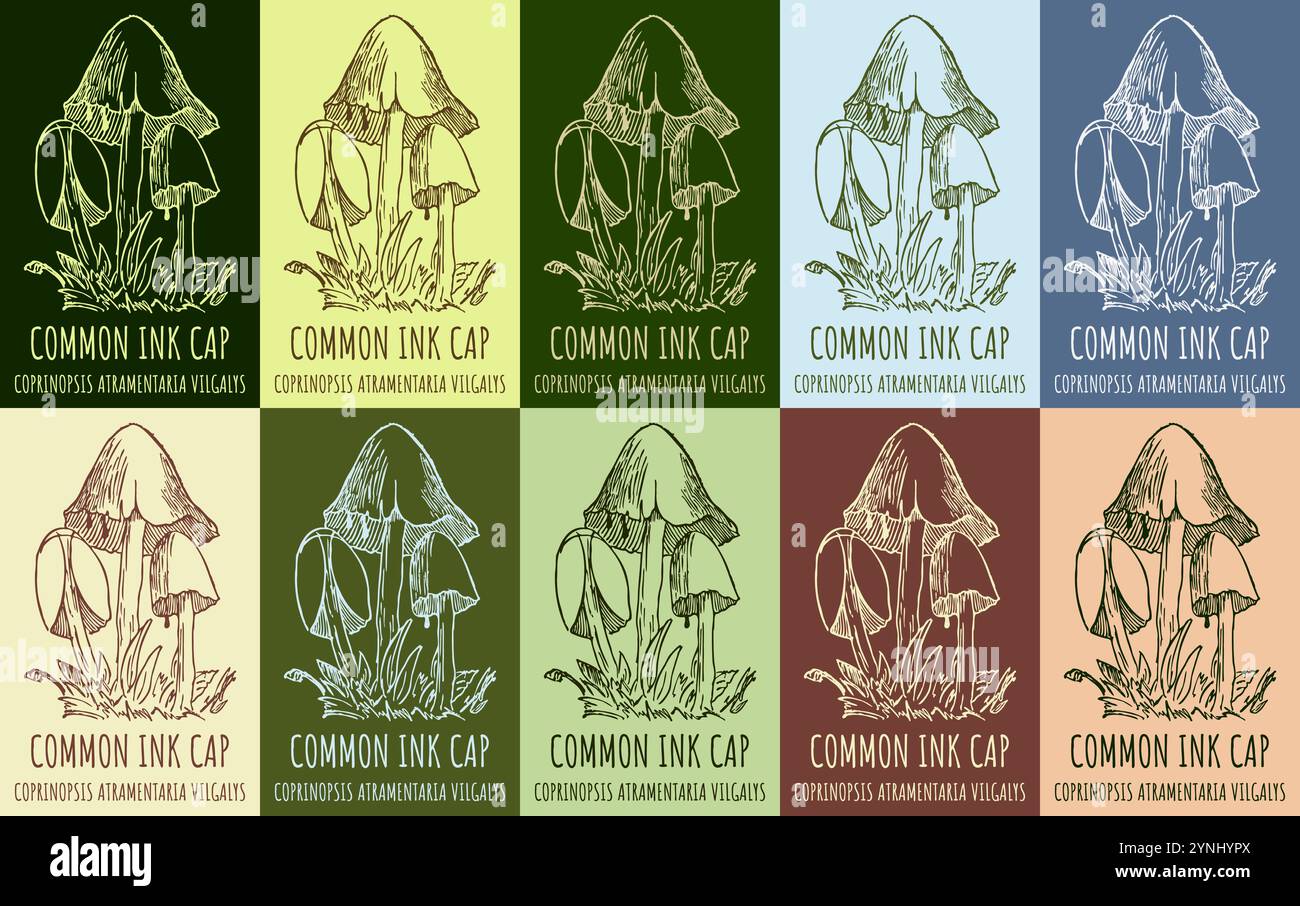 Set of vector drawing of COMMON INK CAP in various colors. Hand drawn ...