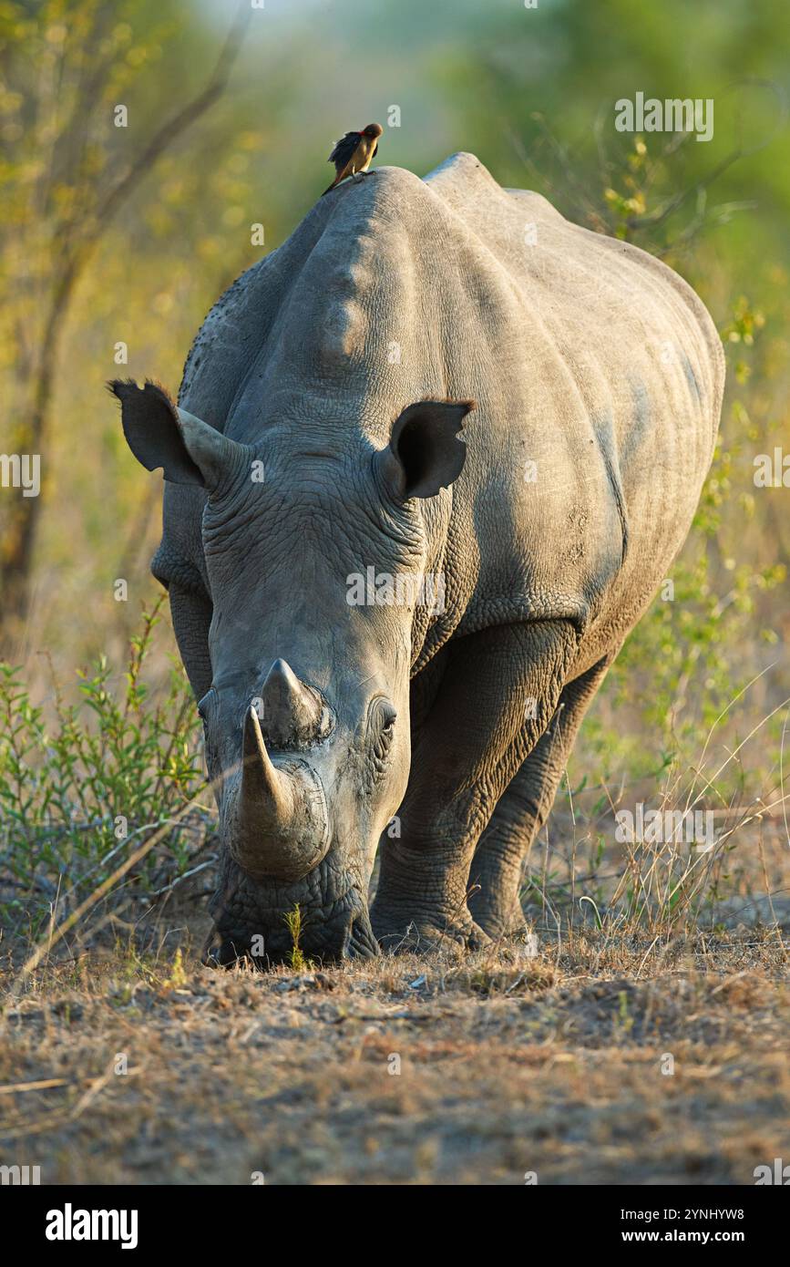 Rhino, nature and wildlife destination in jungle, safari location and ...