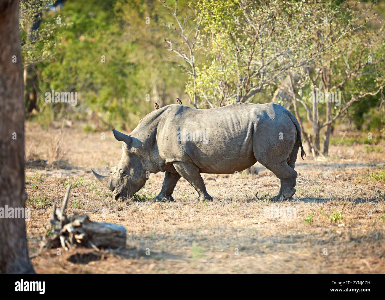 Africa, nature and rhino with environment, habitat and grazing with ...