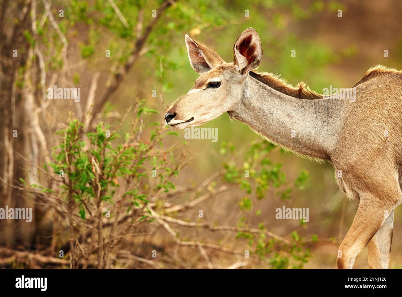Safari, animal and nyala eating in bush with nature conservation ...