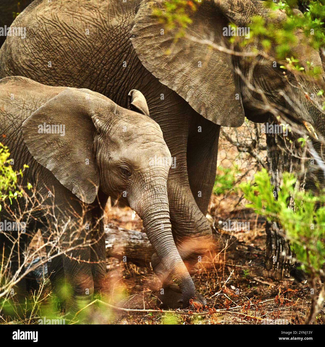 Baby elephant bonding mother hi-res stock photography and images - Alamy