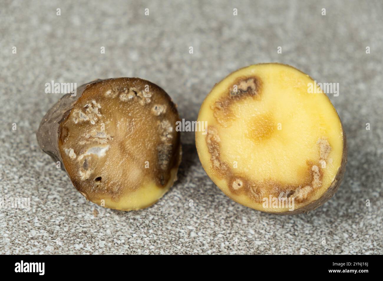 Rotten odor hi-res stock photography and images - Alamy
