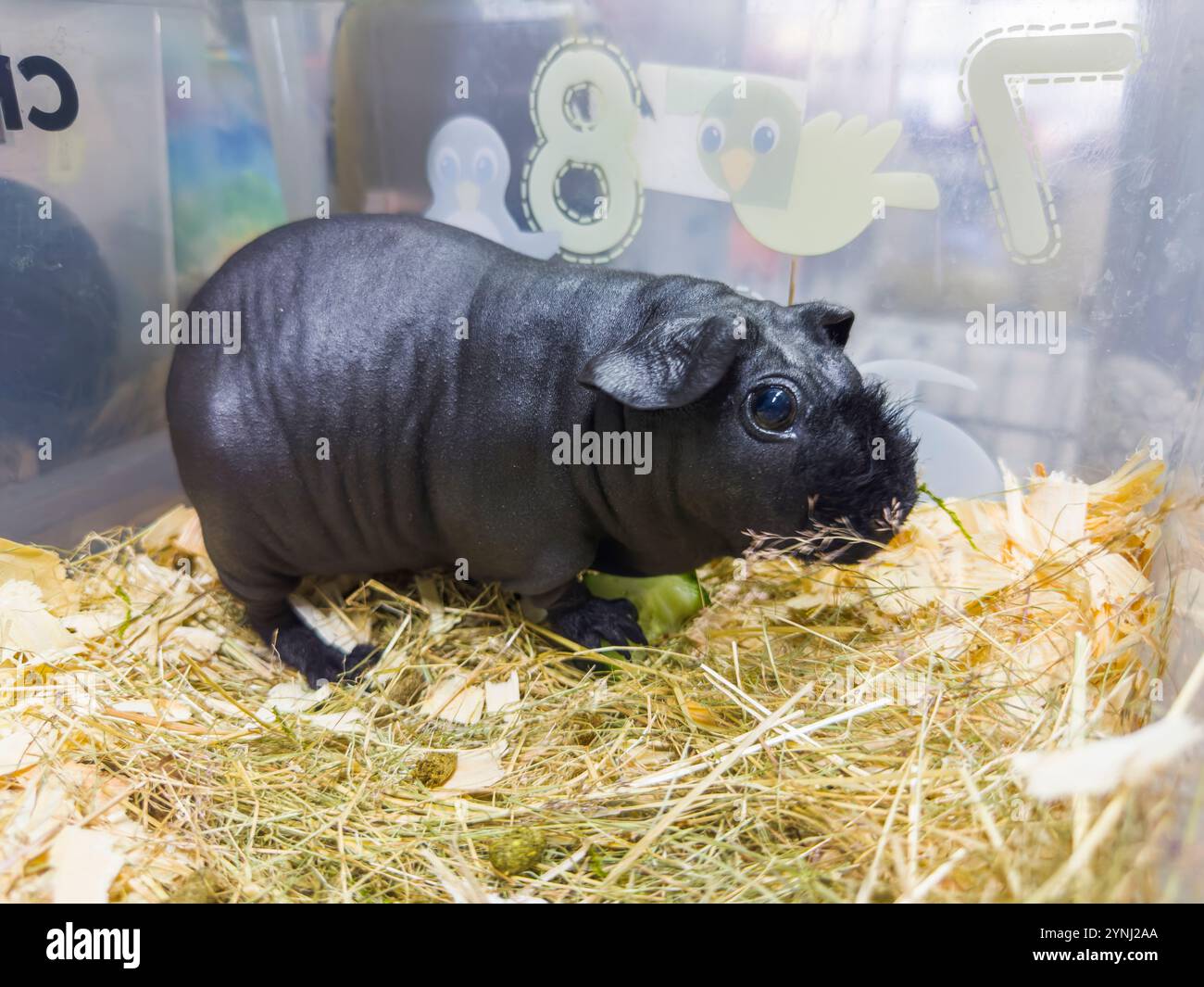 Domestic guinea pig, Skinny Samba Afterglow, rodent, Cavia aperea f ...