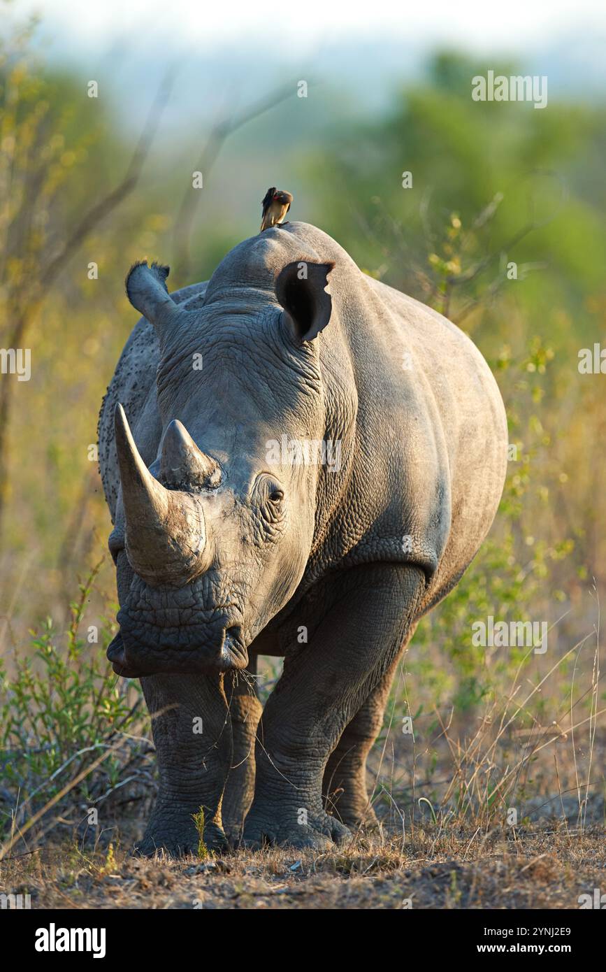 Rhino, reserve and wildlife destination in jungle, safari location and ...