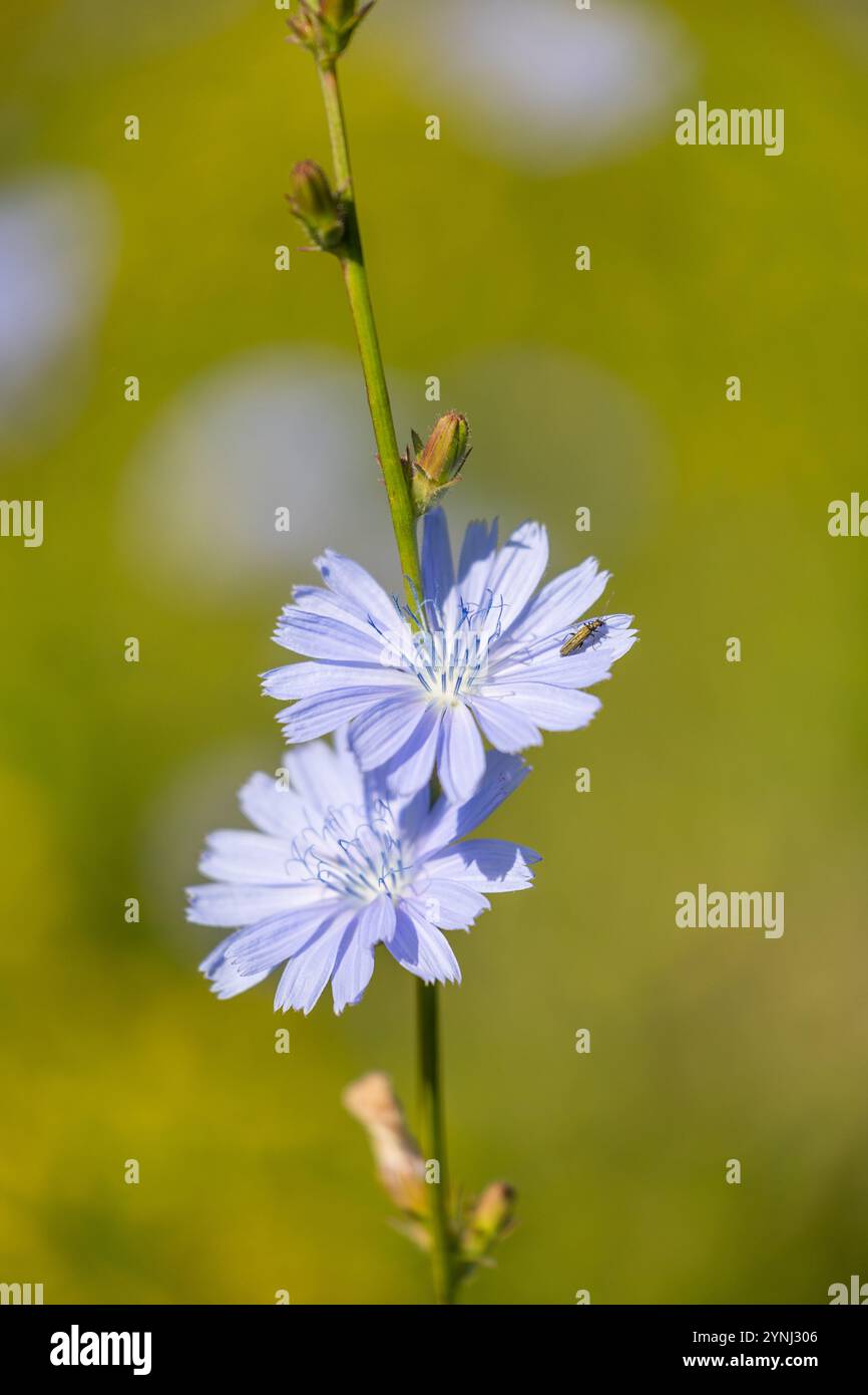 Beautiful blue flowers of common chicory plant growing in the meadow ...