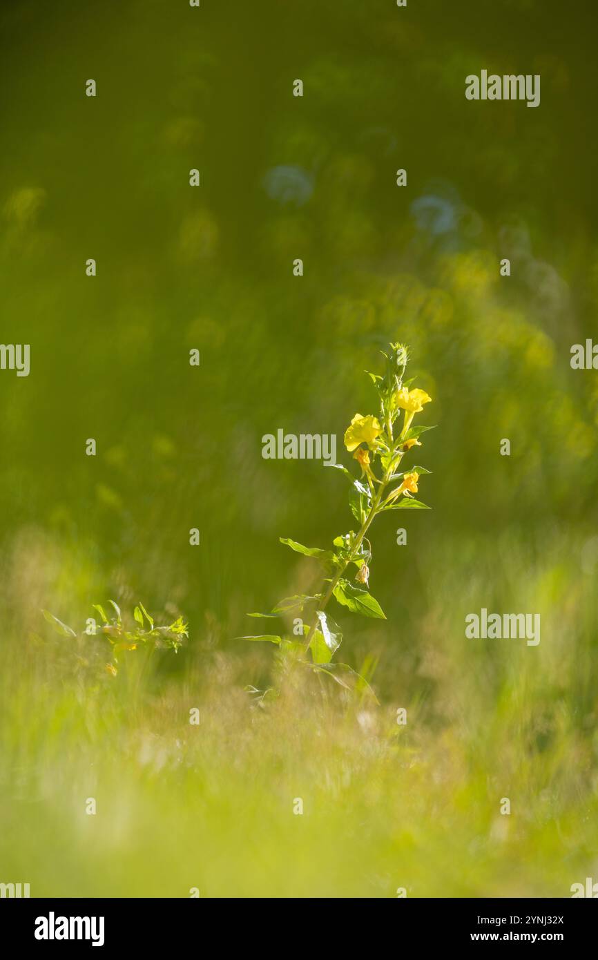 Bright yellow flowers of common evening-primrose plant growing in the ...